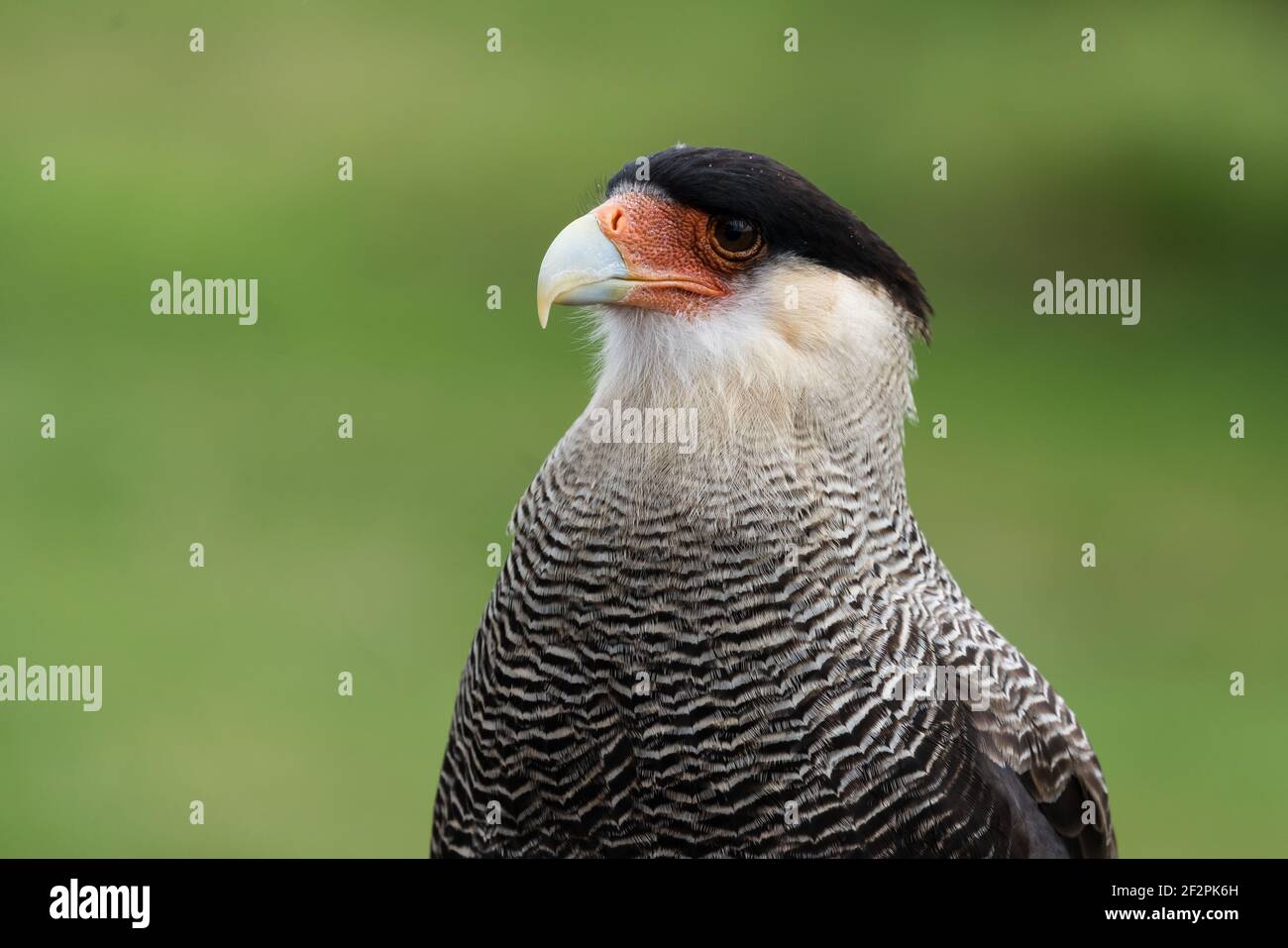 Th paine -Fotos und -Bildmaterial in hoher Auflösung – Alamy
