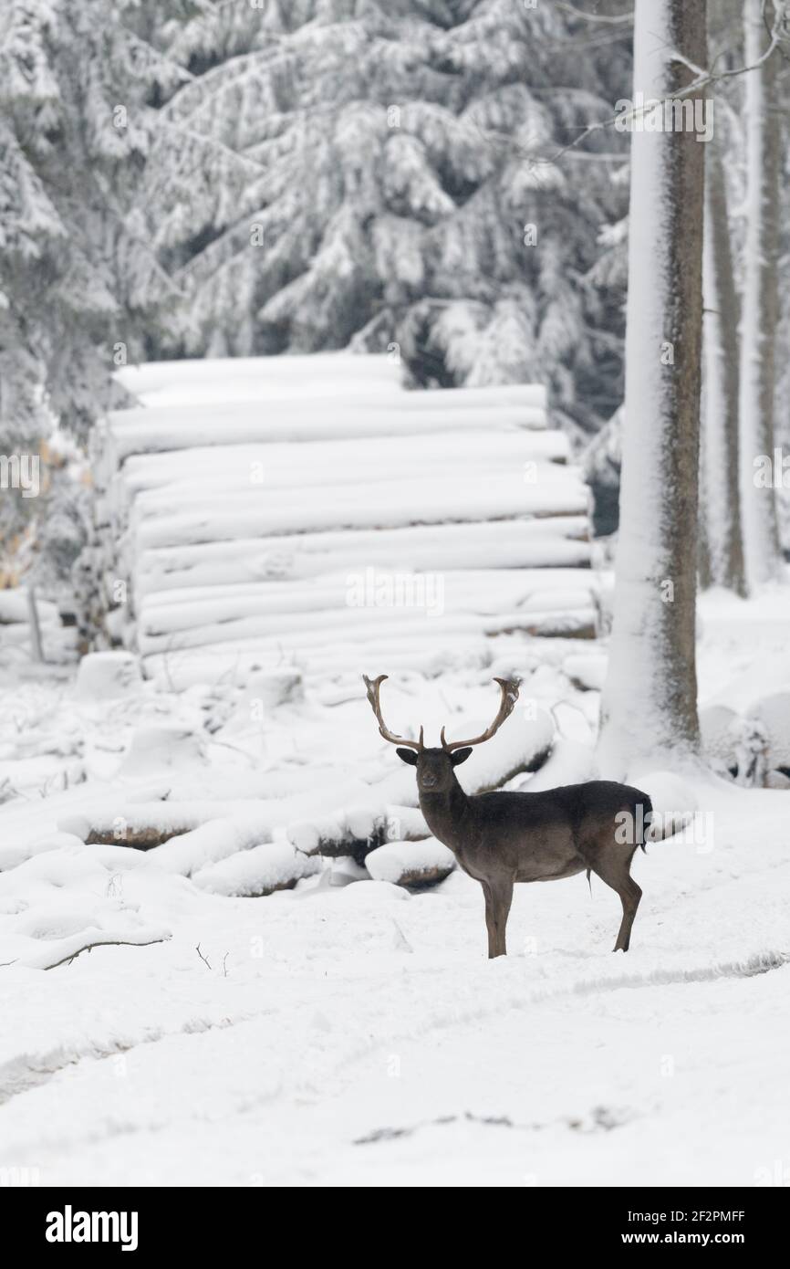 Damwild im Winter auf einem Waldweg, Spessart, Bayern, Deutschland ...