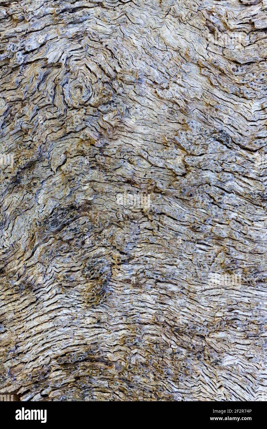 Graue baumrinde -Fotos und -Bildmaterial in hoher Auflösung – Alamy