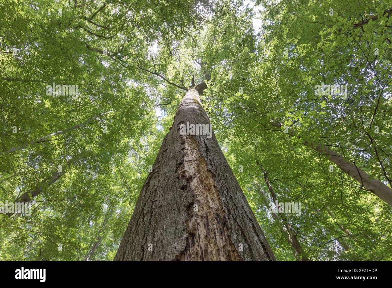 Buche rinde -Fotos und -Bildmaterial in hoher Auflösung - Seite 2 - Alamy