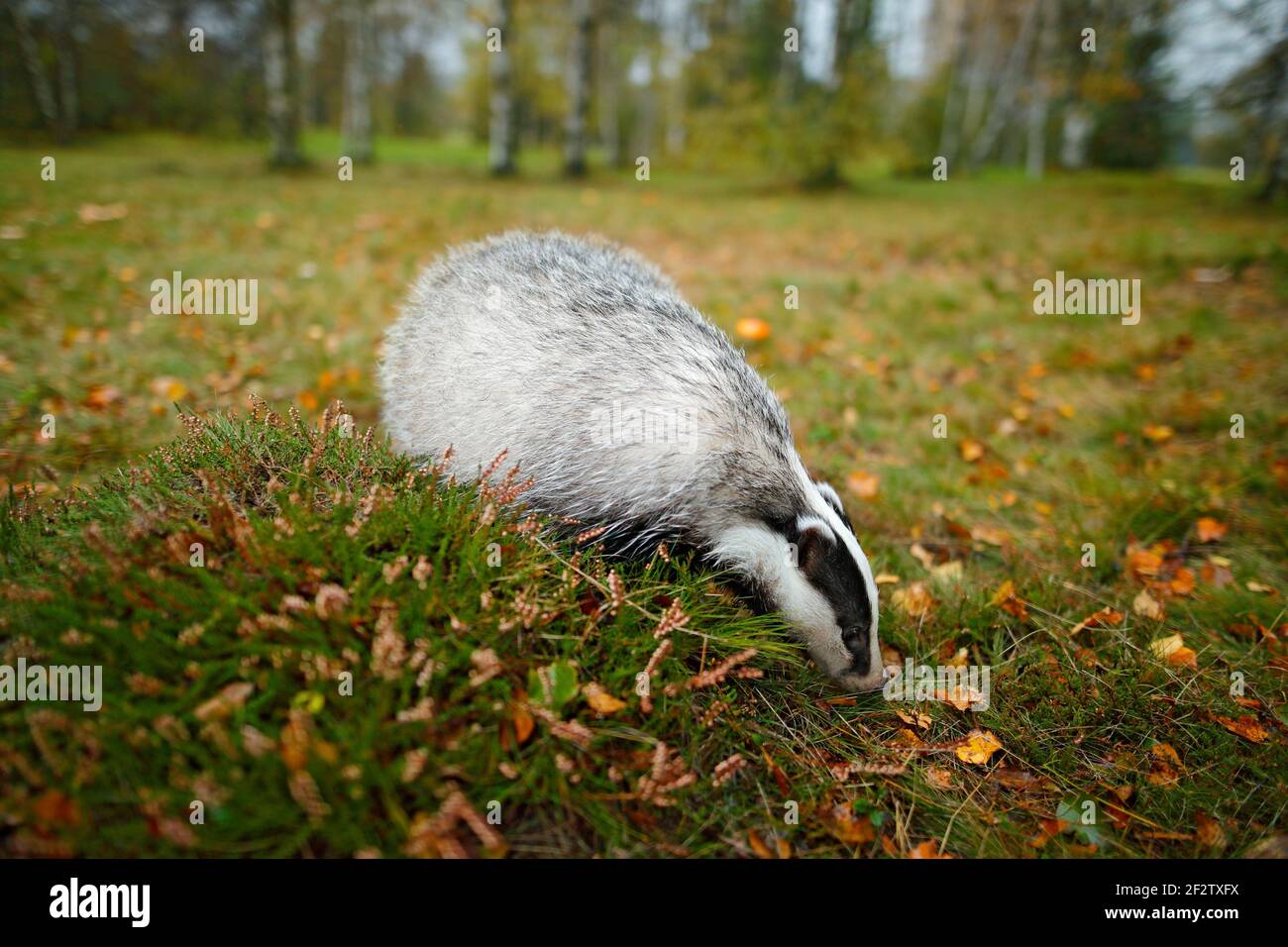 Dachs im Wald, Tiernaturlebensraum, Deutschland, Europa. Wildtierszene ...