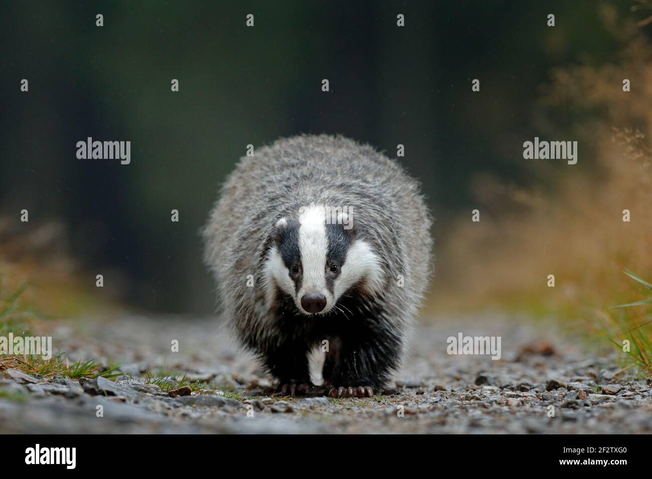 Dachs läuft im Wald, Tier Natur Lebensraum, Deutschland, Europa ...