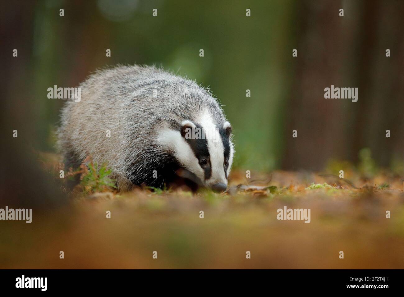 Dachs im Wald, Tiernaturlebensraum, Deutschland, Europa. Wildtierszene ...