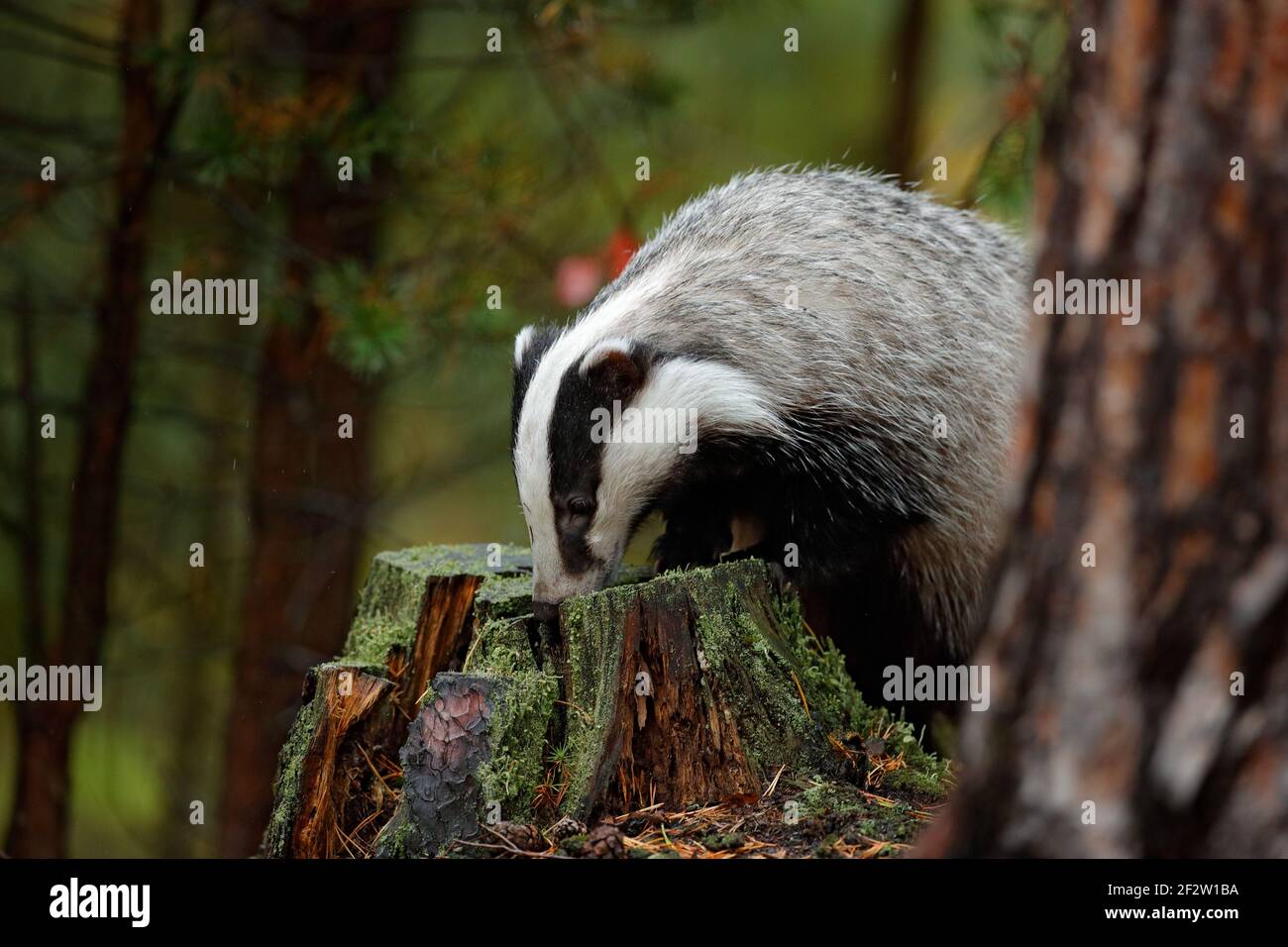 Dachs im Wald, Tiernaturlebensraum, Deutschland, Europa. Wildtierszene ...