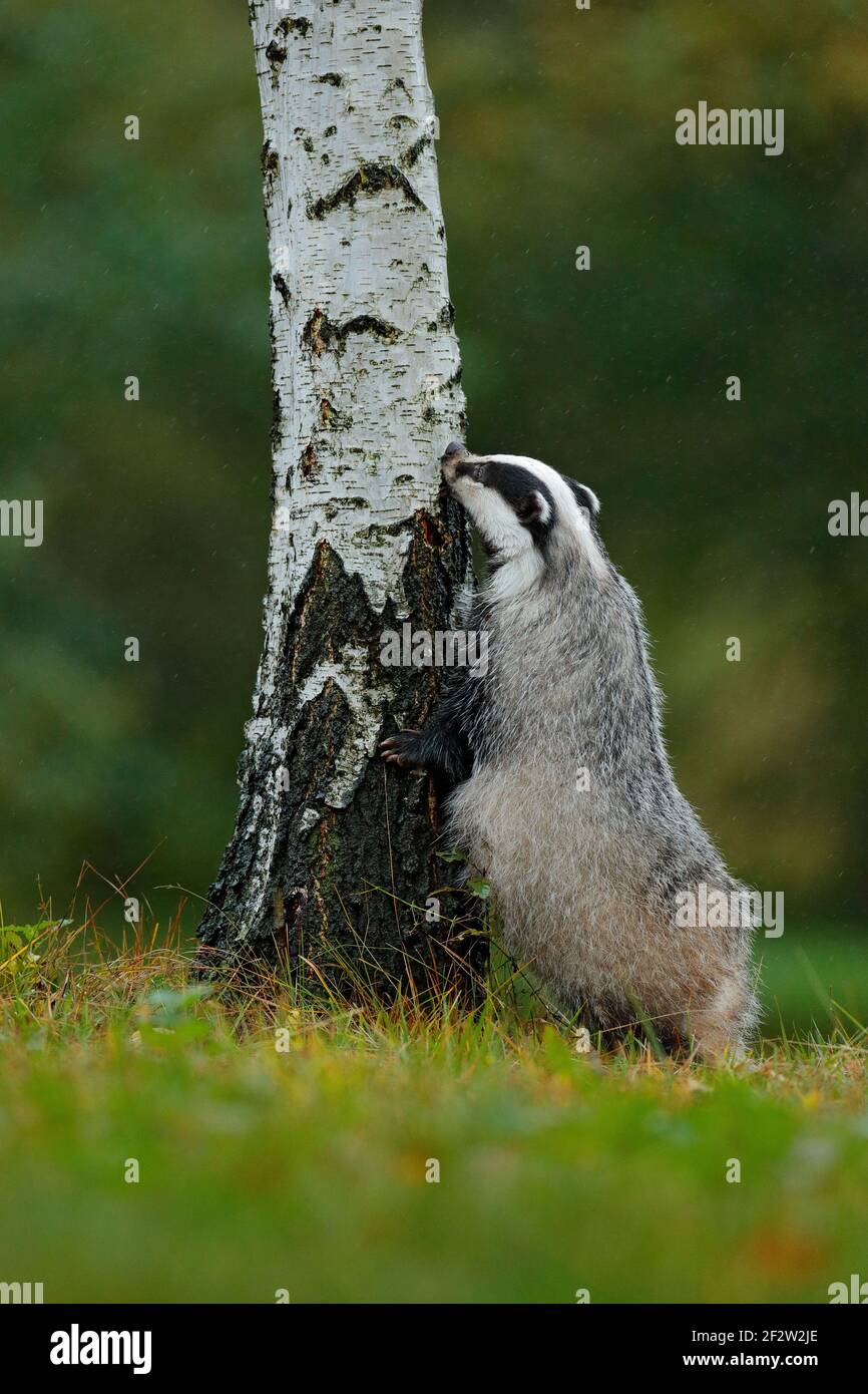 Eurasischer dachs meles meles cub -Fotos und -Bildmaterial in hoher ...