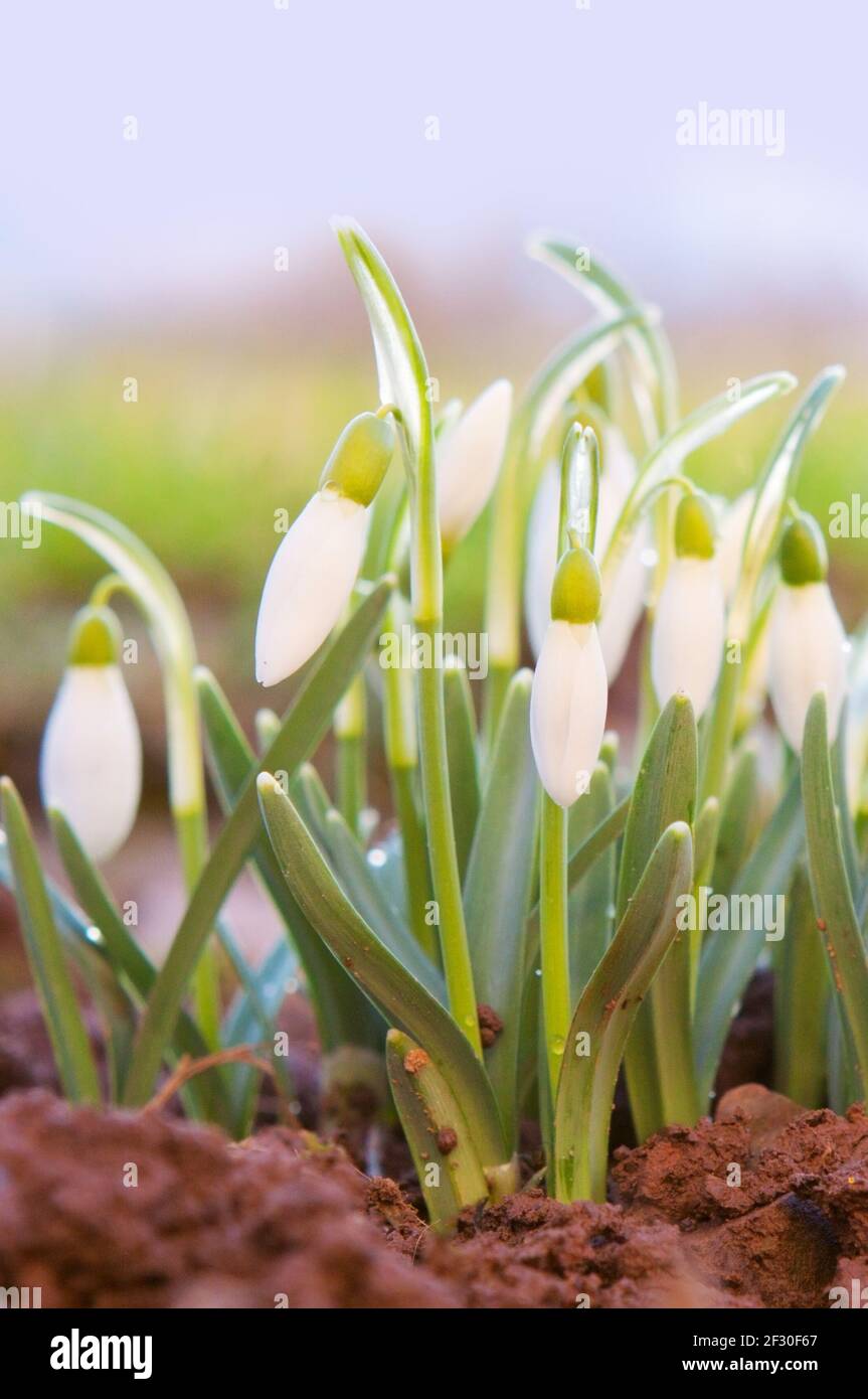 Glocken studio -Fotos und -Bildmaterial in hoher Auflösung – Alamy
