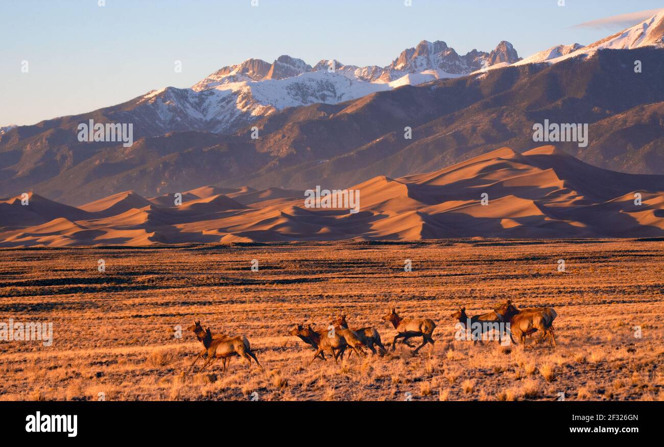 Eine Herde junger Elche, die im Grasland mit den Sangre de Cristo ...