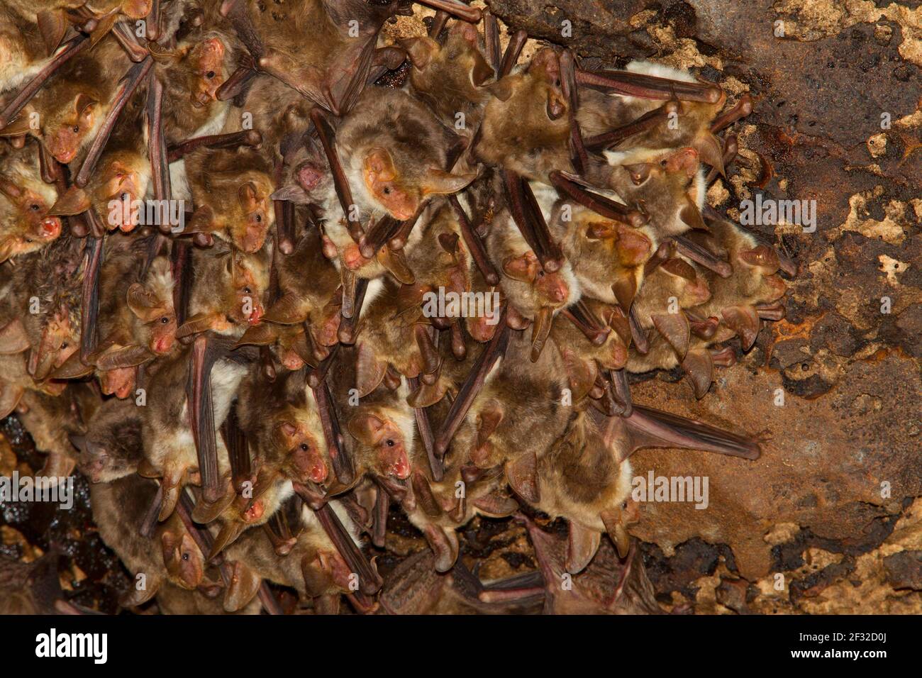 Myotis capaccinii -Fotos und -Bildmaterial in hoher Auflösung – Alamy