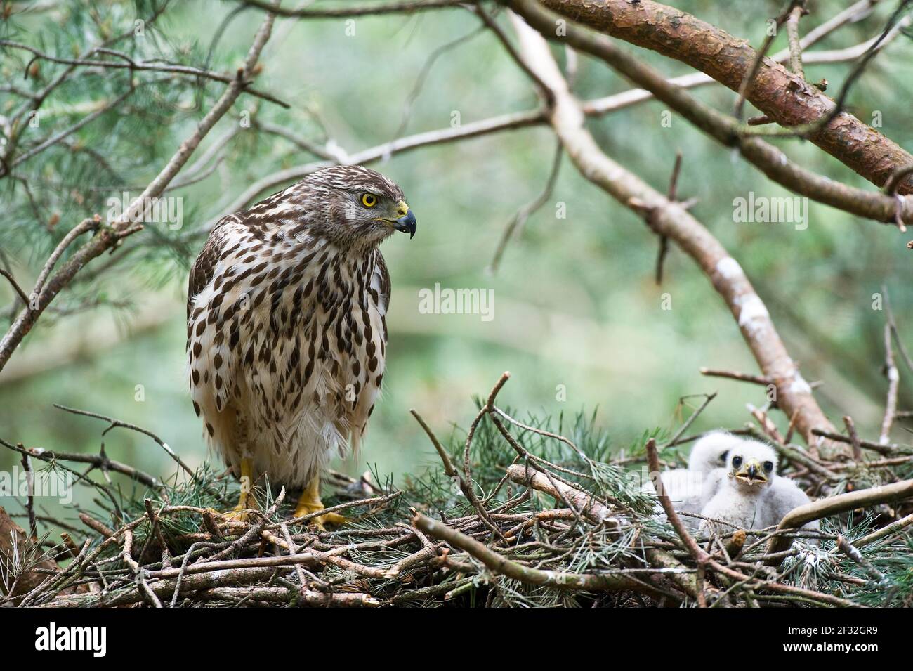 Accipiter gentilis nest -Fotos und -Bildmaterial in hoher Auflösung – Alamy