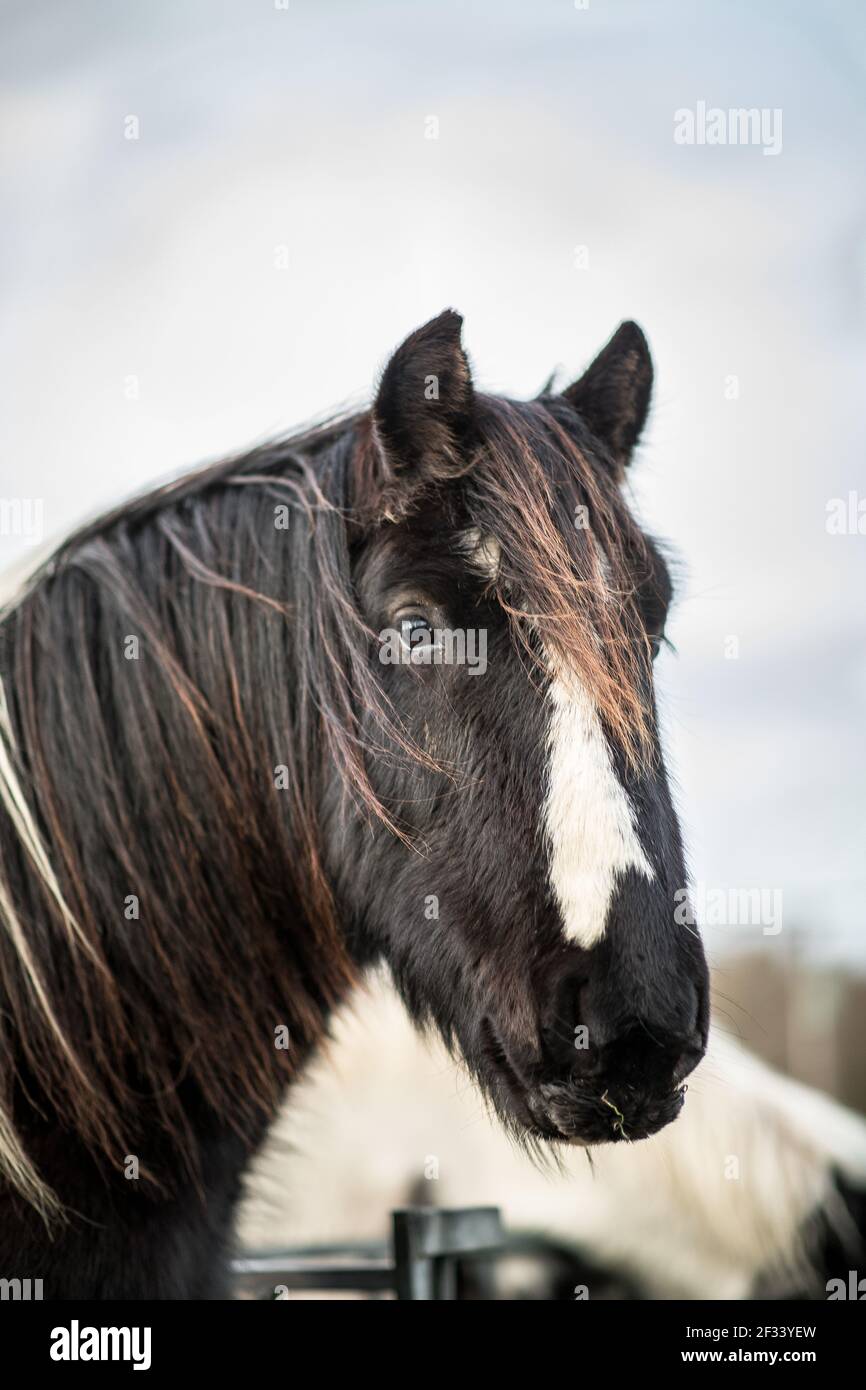 Schwarz Weiß Pony Stockfotos und -bilder Kaufen - Alamy