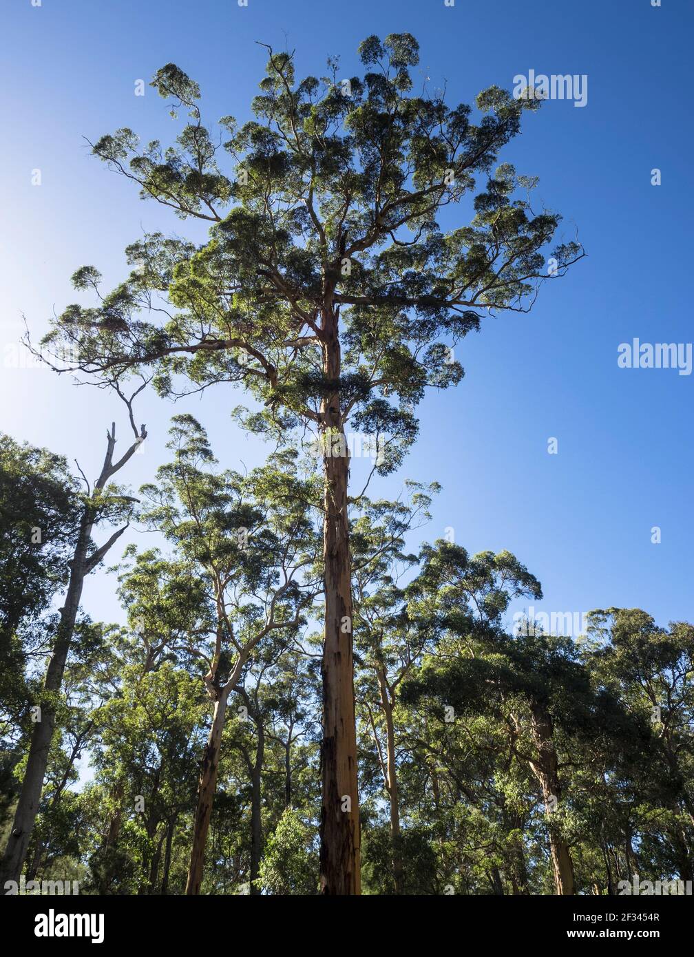 Karri eucalyptus diversicolor -Fotos und -Bildmaterial in hoher ...