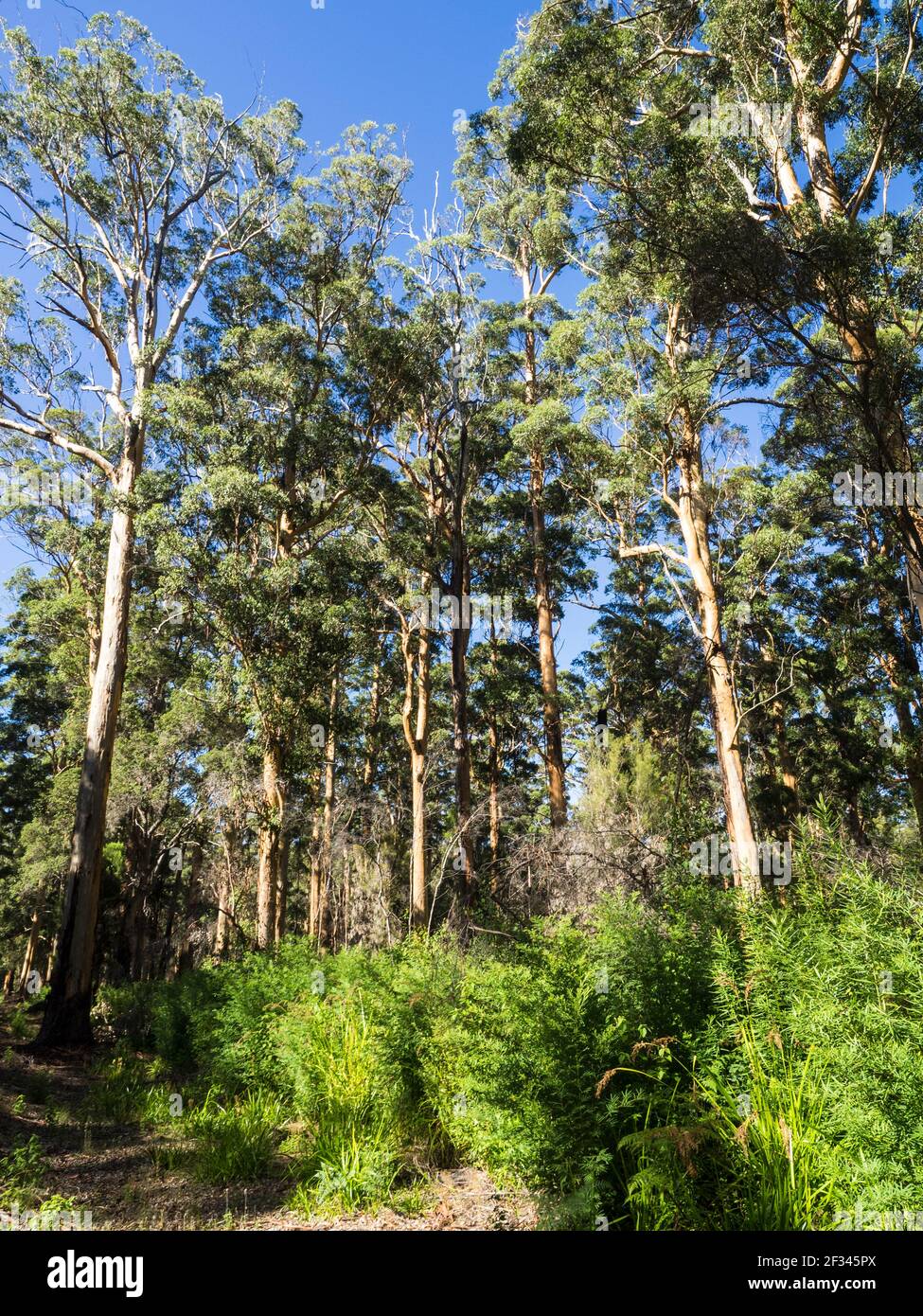 Karri eucalyptus diversicolor -Fotos und -Bildmaterial in hoher ...