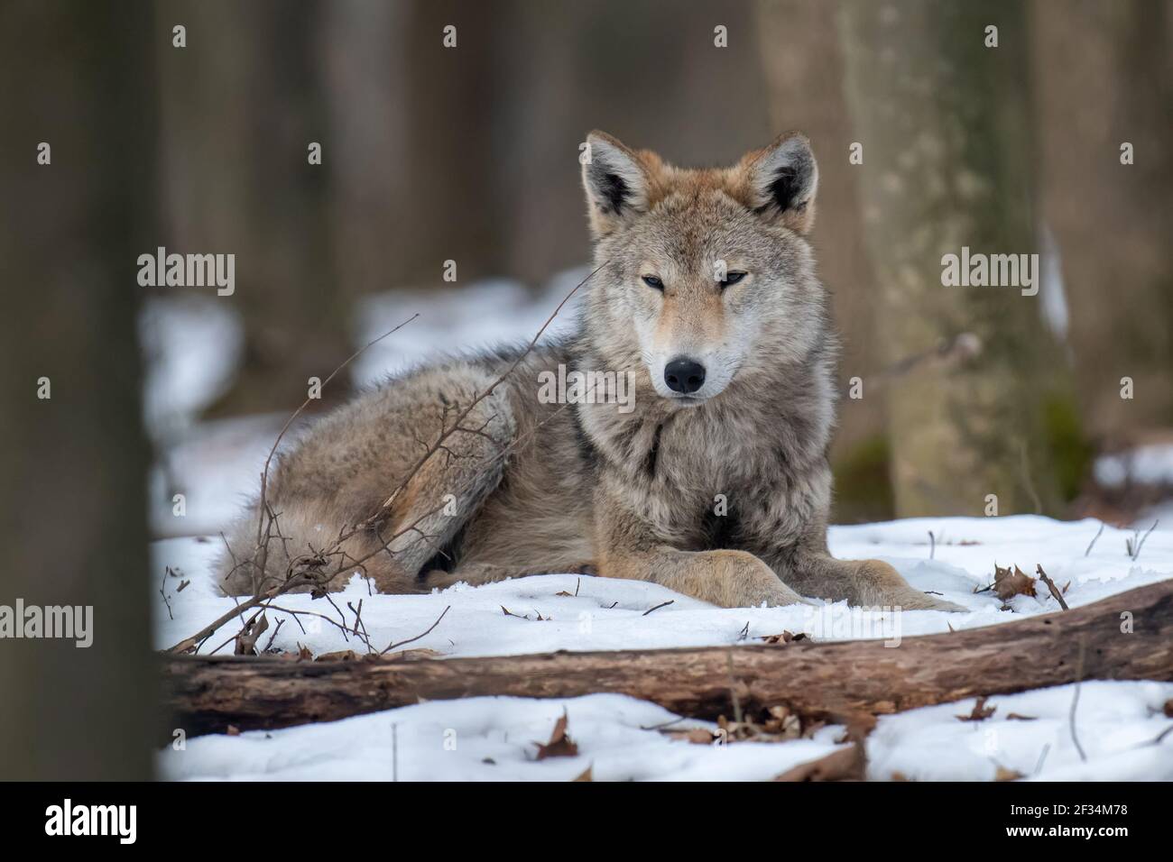 Wolf im Wald aus nächster Nähe. Wildlife-Szene aus der Winternatur ...