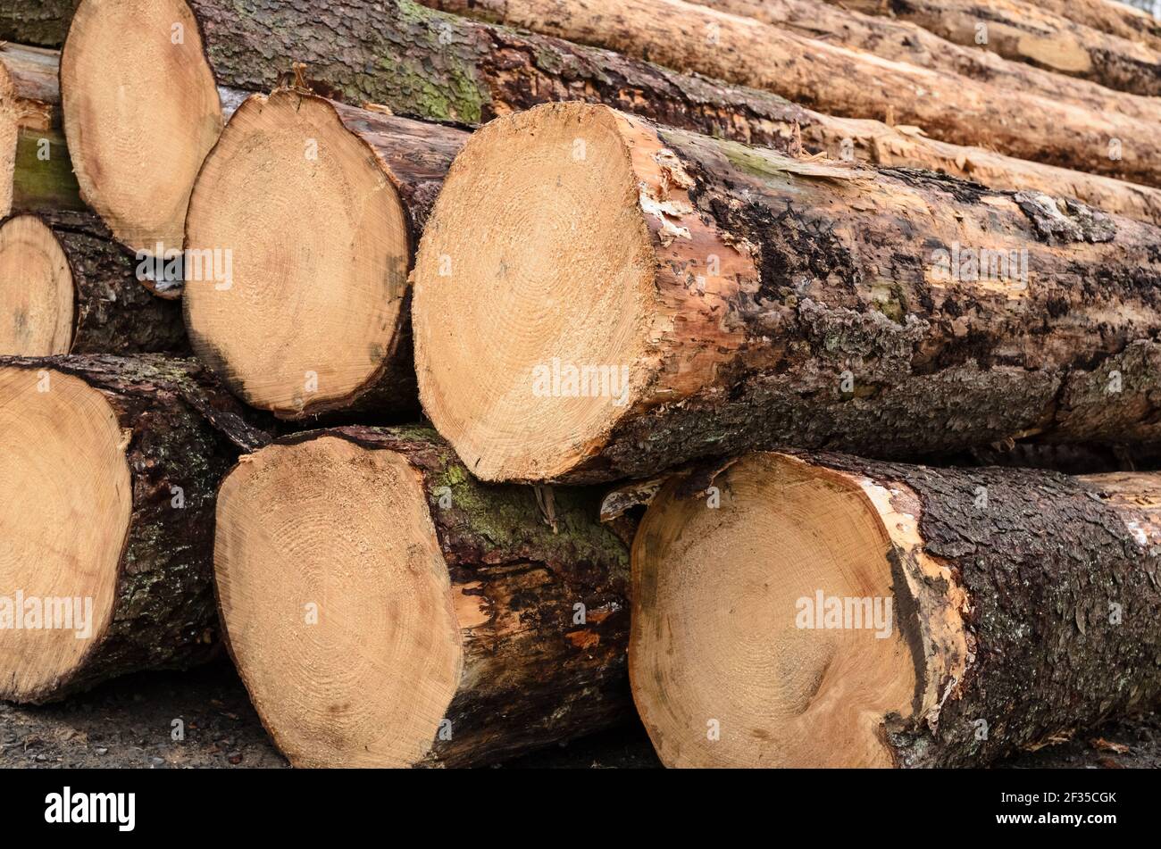 Gefällte Bäume auf einem Holzhof oder Holzfällplatz, viele Baumstämme ... Gefällte Bäume auf einem Holzhof oder Holzfällplatz, viele Baumstämme ...