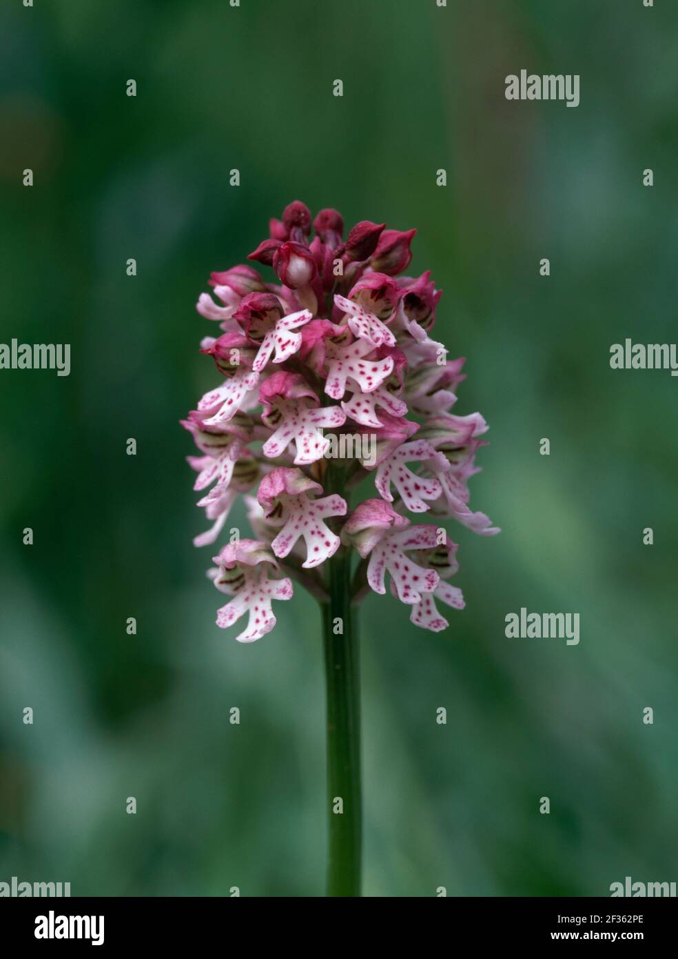 Neotinea conica -Fotos und -Bildmaterial in hoher Auflösung – Alamy