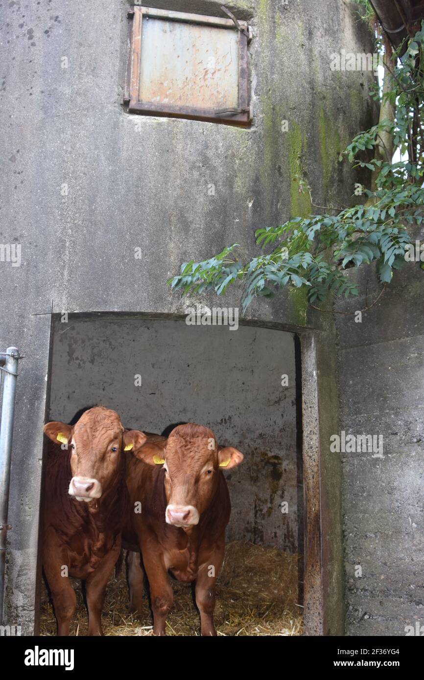 Limousinen in der schweiz -Fotos und -Bildmaterial in hoher Auflösung ...