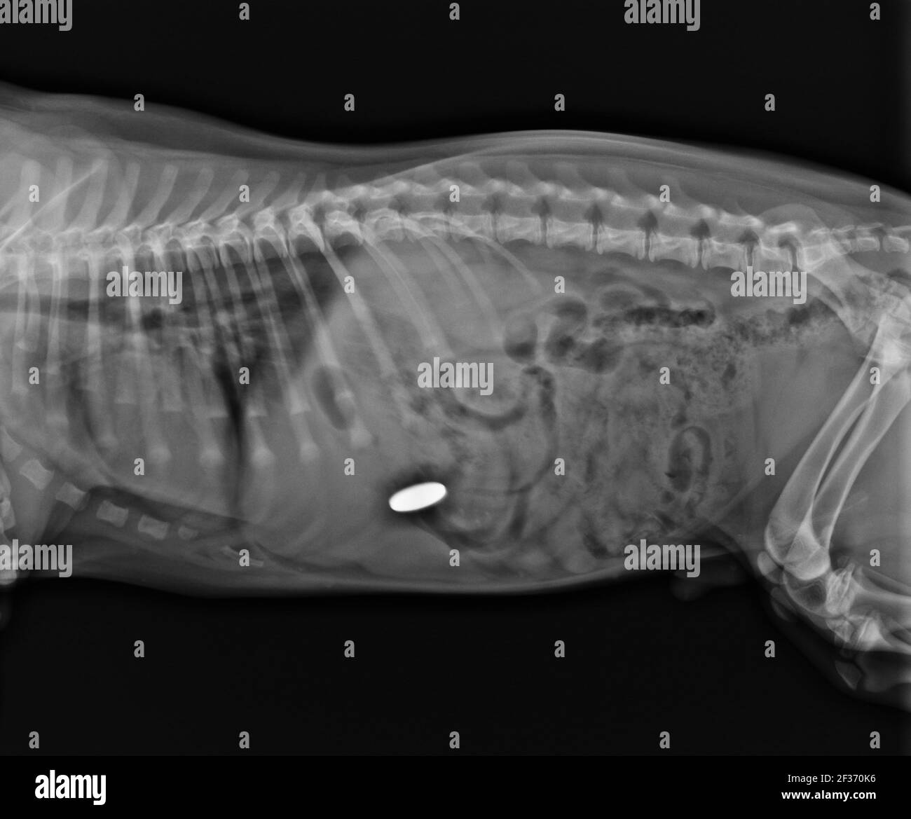 Dog Abdominal X Ray zeigt Fremdkörper im Magen. Laterale Ansicht Des ...