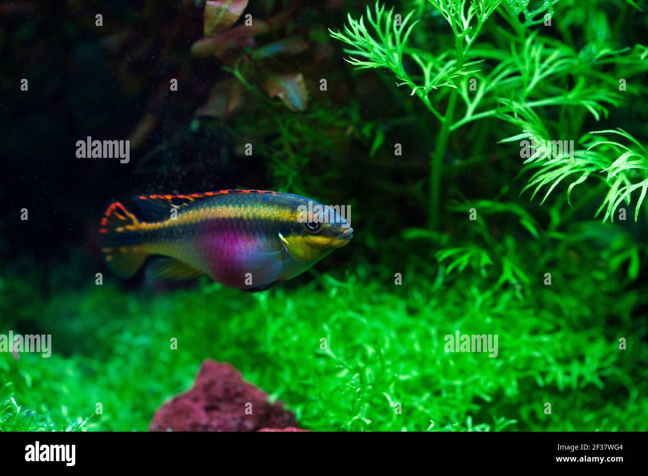 Zwergcichlid, kribensis, Pelvicachromis pulcher Stockfotografie - Alamy