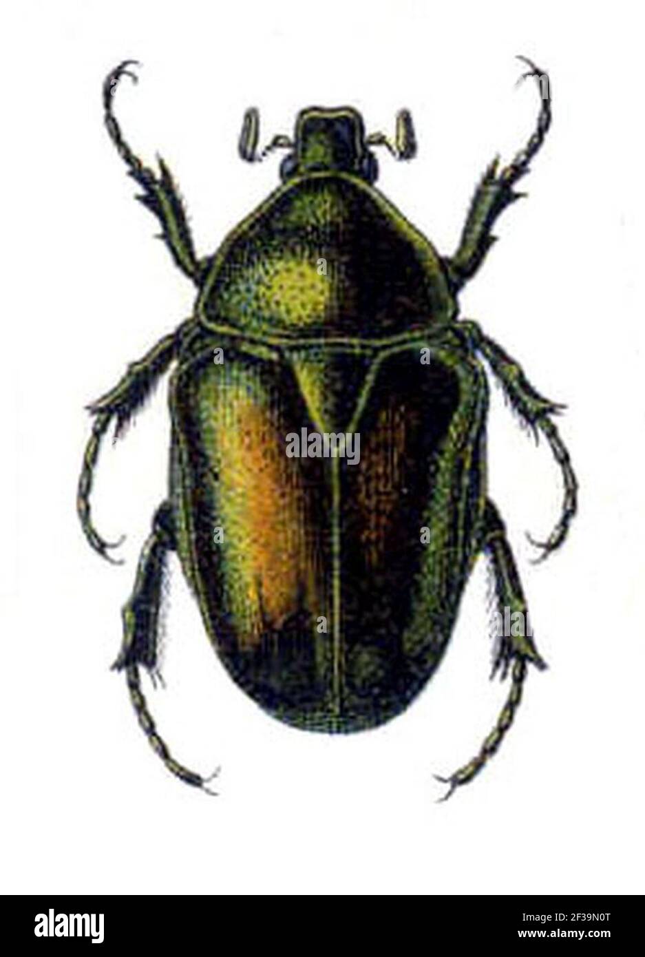 Protaetia aeruginosa -Fotos und -Bildmaterial in hoher Auflösung – Alamy