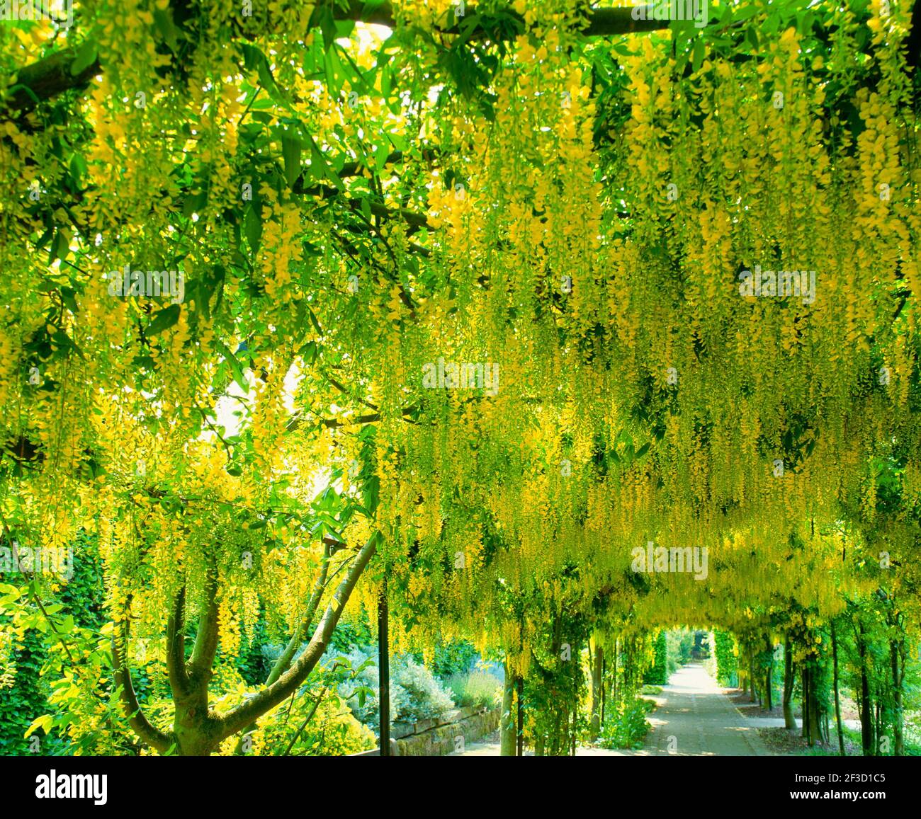 Laburnum torbogen -Fotos und -Bildmaterial in hoher Auflösung – Alamy