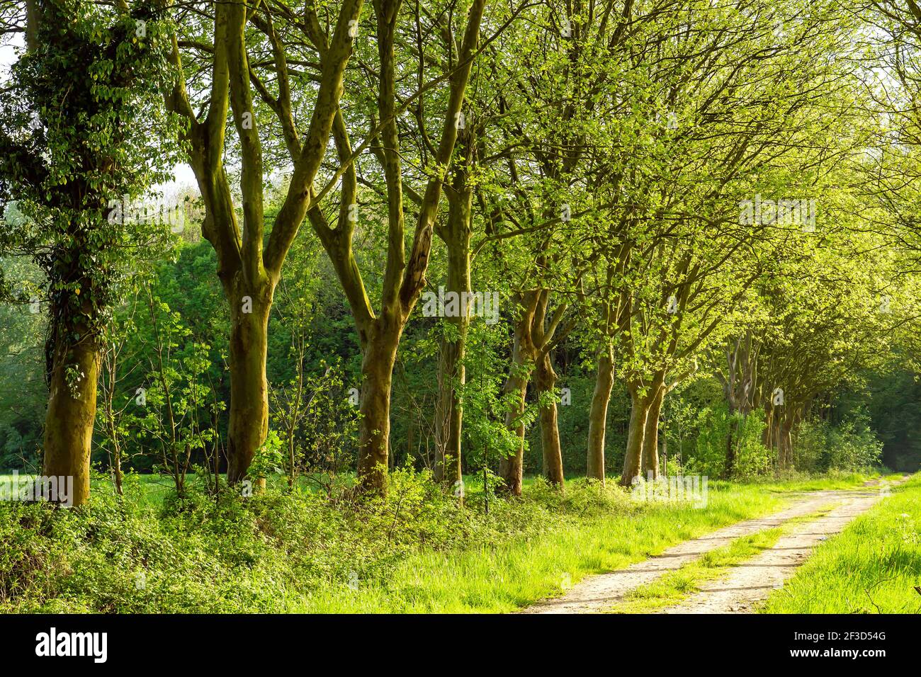 Allee von london platanen -Fotos und -Bildmaterial in hoher Auflösung ...
