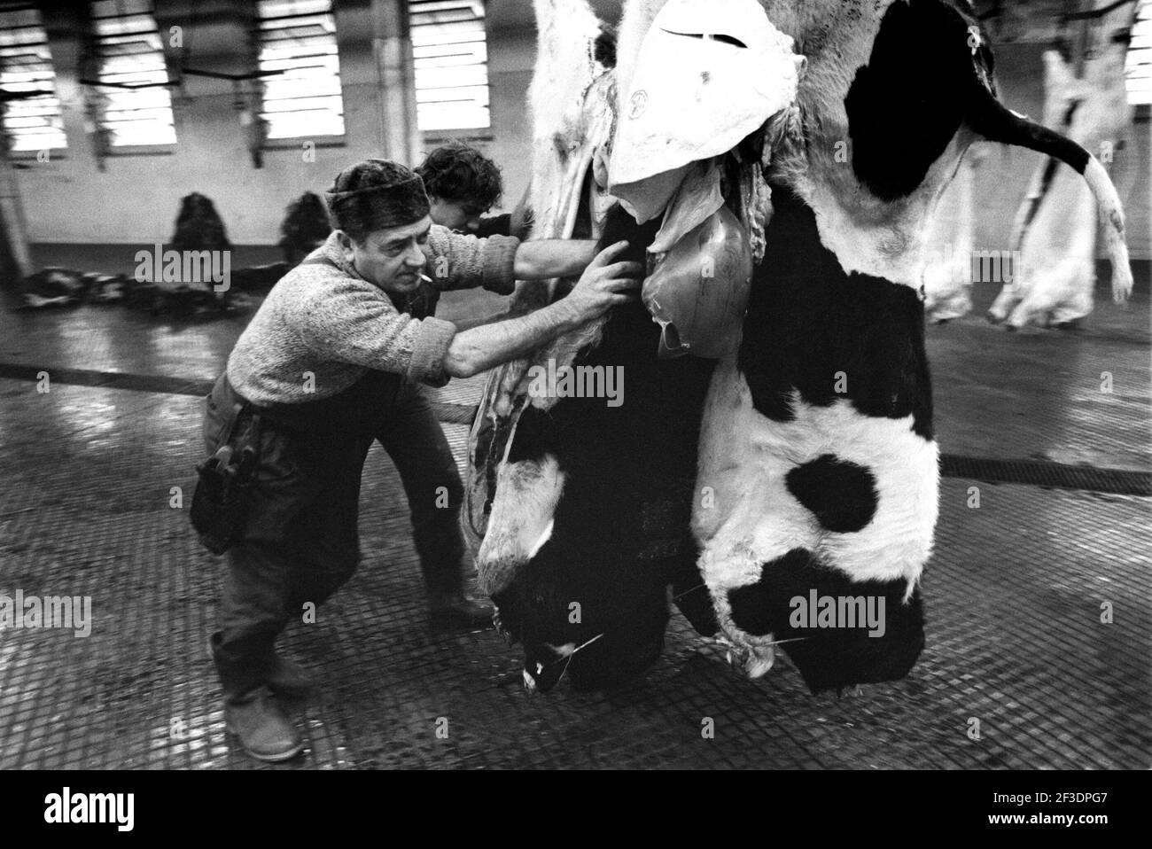 Schlachterin beim schlachten -Fotos und -Bildmaterial in hoher ...