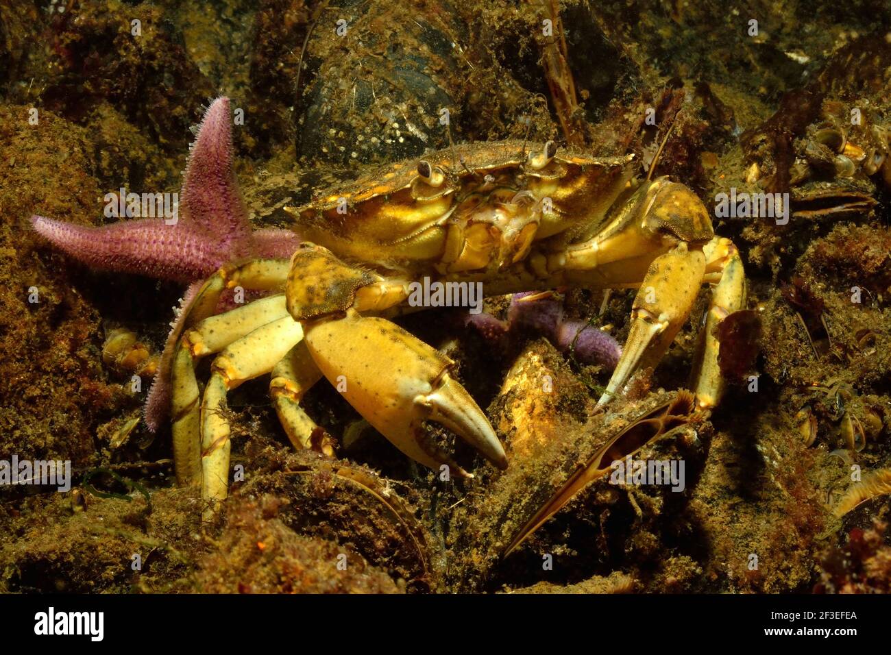 Carcinus maenas, Küstenkrabbe, Gemeine Strandkrabbe, Asterias rubens ...