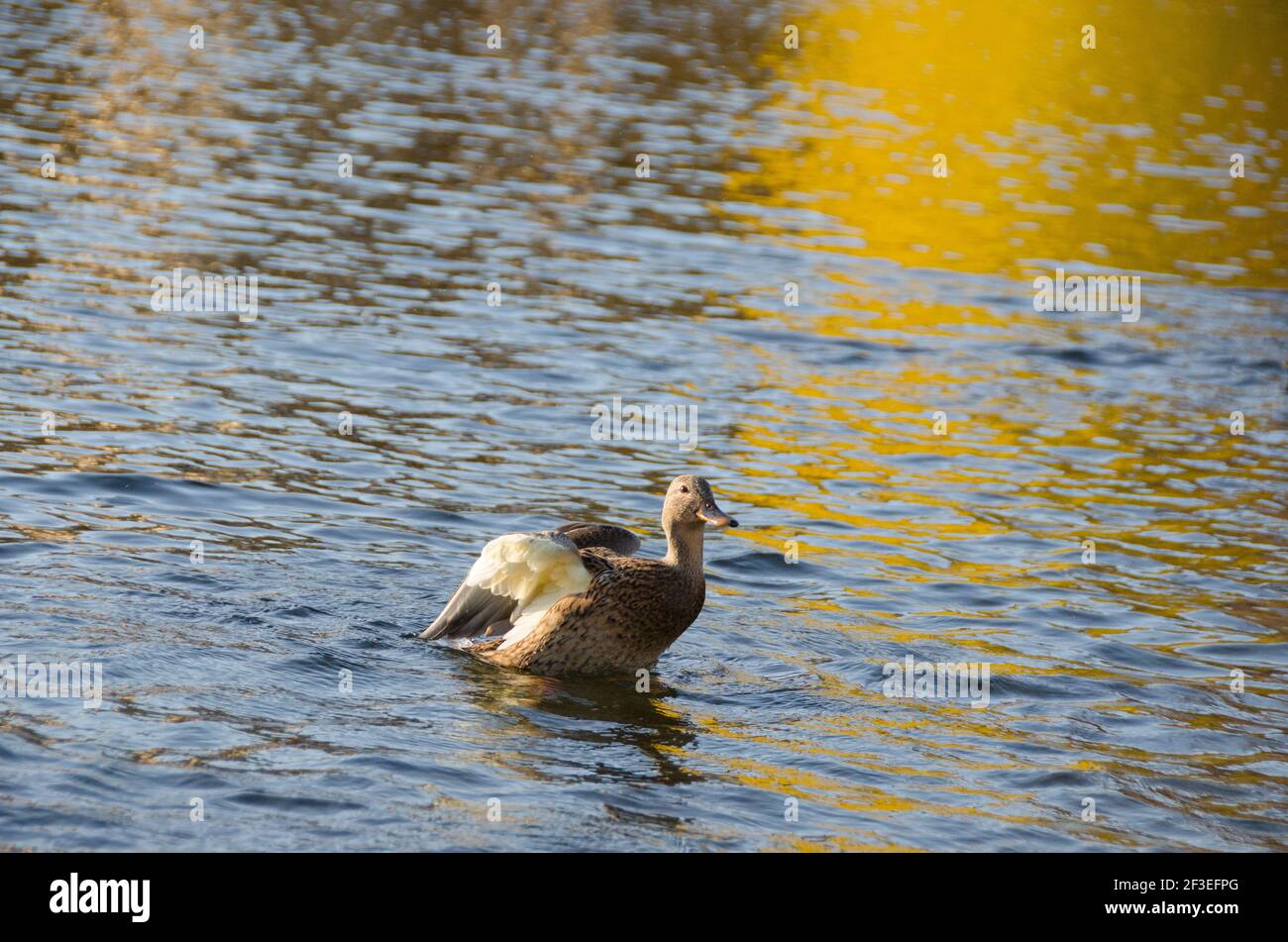 Englisher garten englischer garten -Fotos und -Bildmaterial in hoher ...