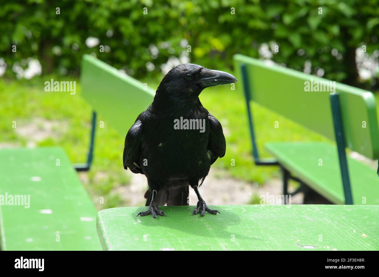 Raben im Englischen Park in München. Der Park ist die größte Parkfläche ...