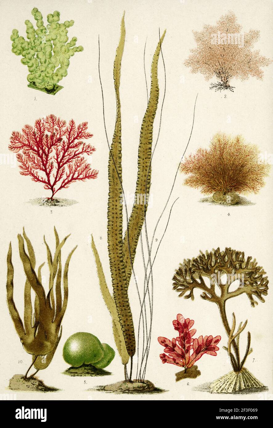 Plocamium vulgare -Fotos und -Bildmaterial in hoher Auflösung – Alamy