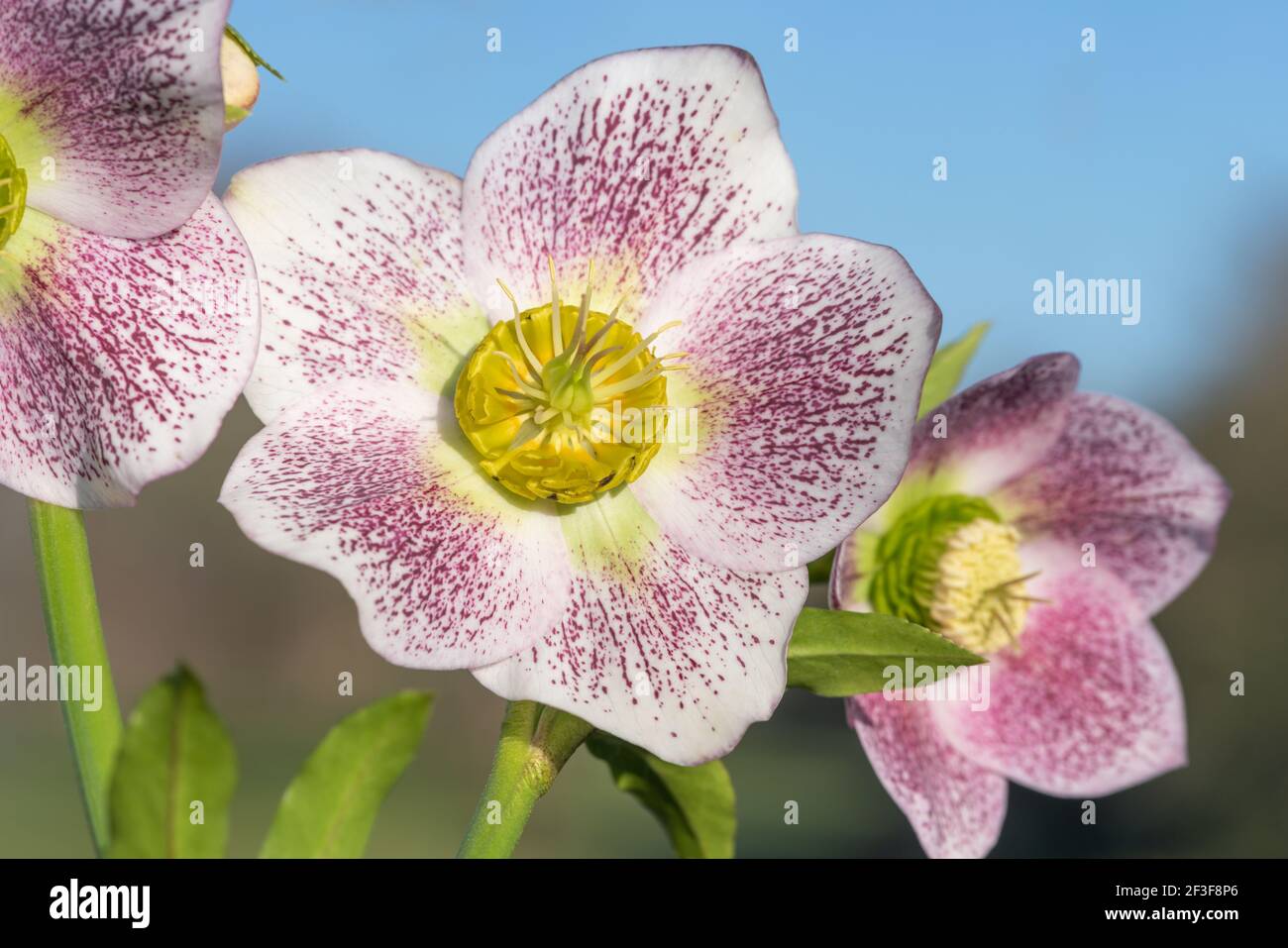Helleborus makro -Fotos und -Bildmaterial in hoher Auflösung - Seite 12 ...