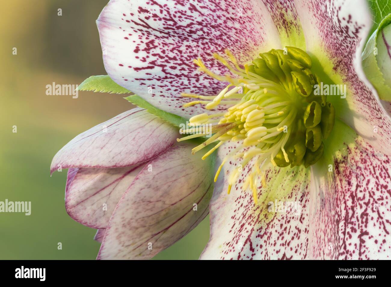 Helleborus makro -Fotos und -Bildmaterial in hoher Auflösung - Seite 12 ...