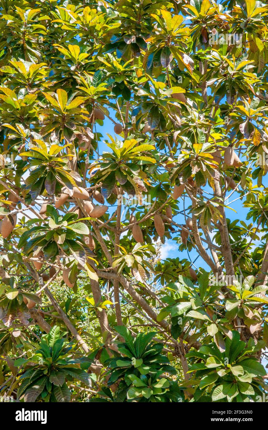 Sapote tree -Fotos und -Bildmaterial in hoher Auflösung – Alamy