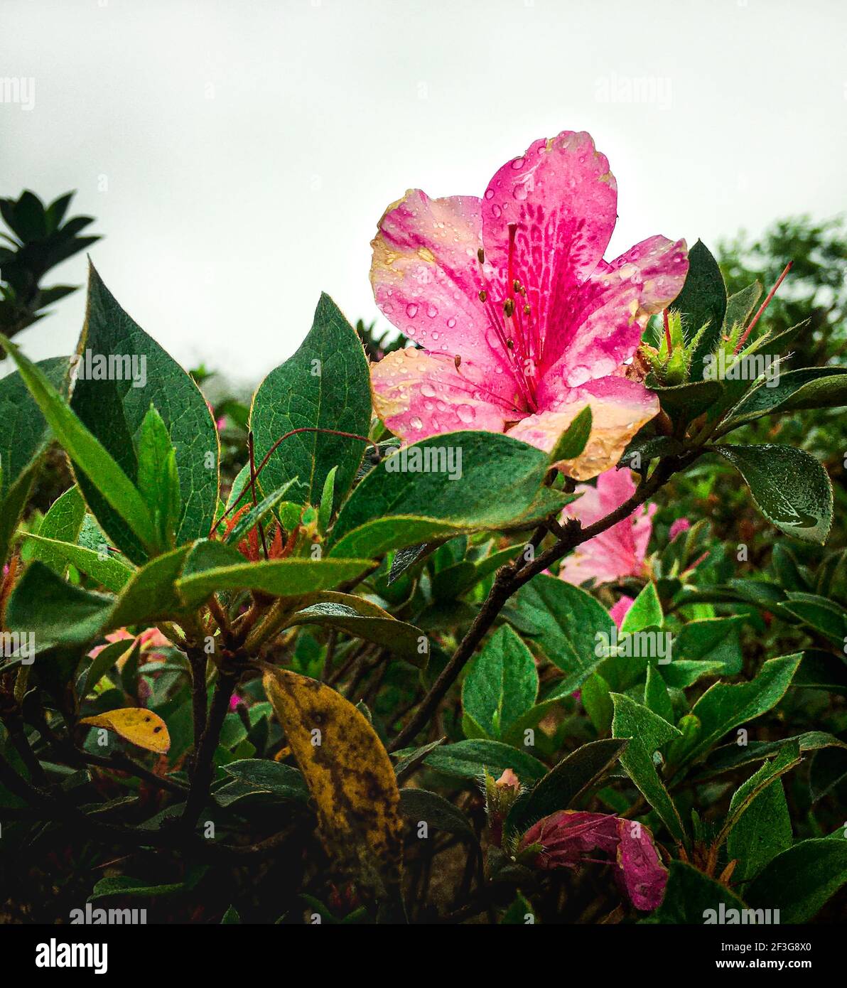 Azalee rosse -Fotos und -Bildmaterial in hoher Auflösung – Alamy