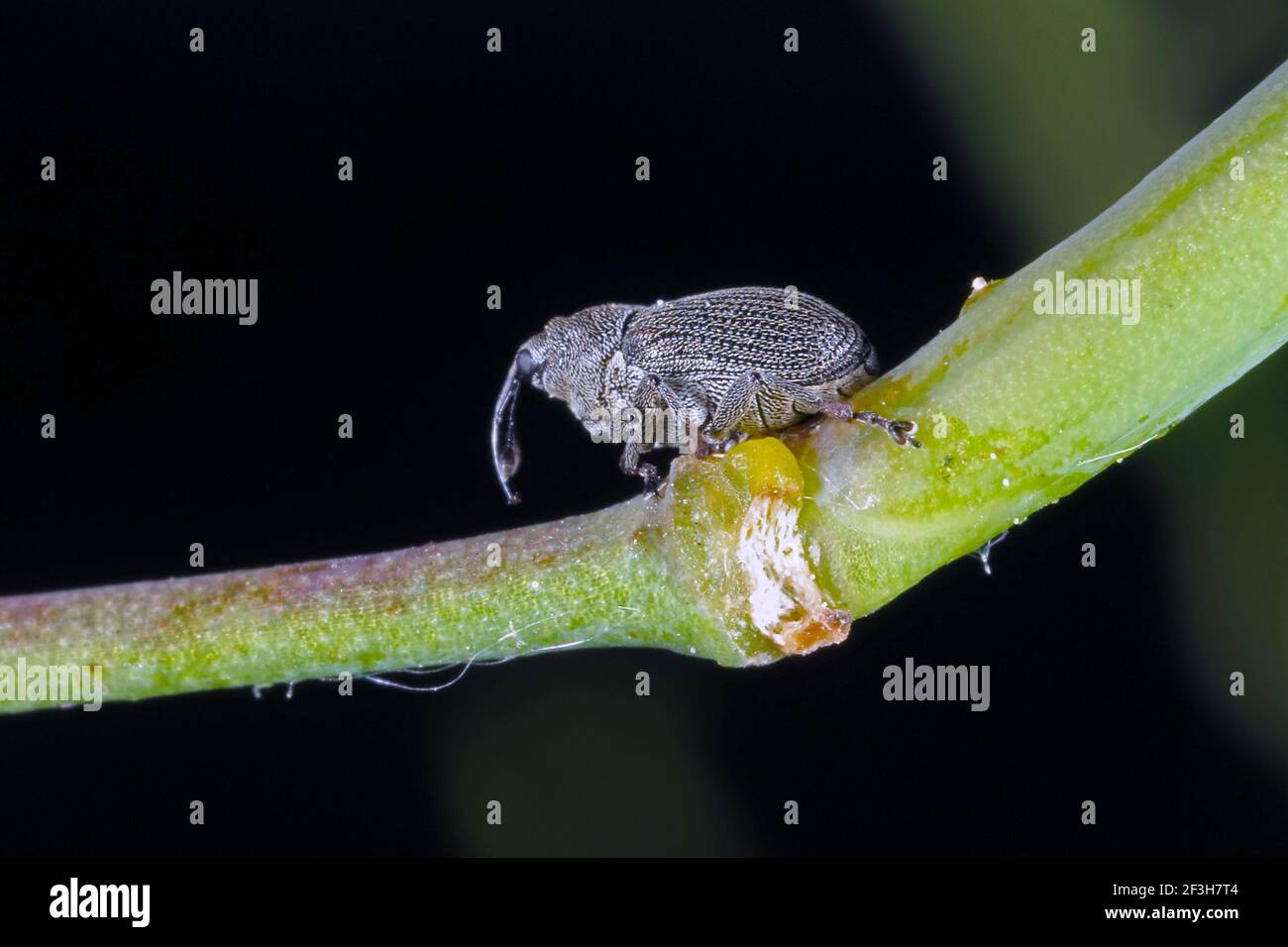 Der Kohl-Samen-Schwertkäfer, Ceutorhynchus obstrictus (früher assimilis ...
