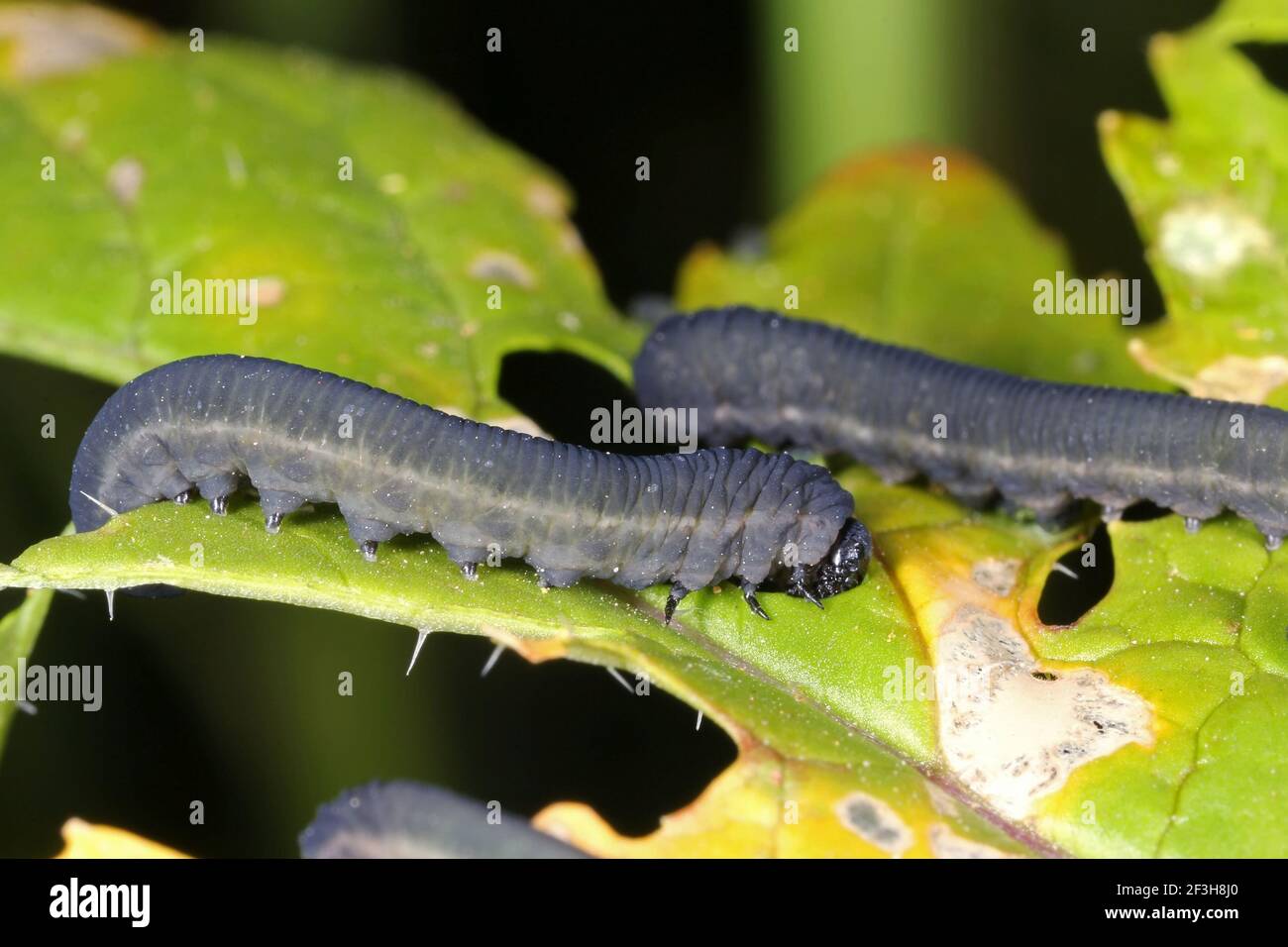 Die Larve der Rübensawfly (Athalia colibri oder rosae) ist eine Säge ...