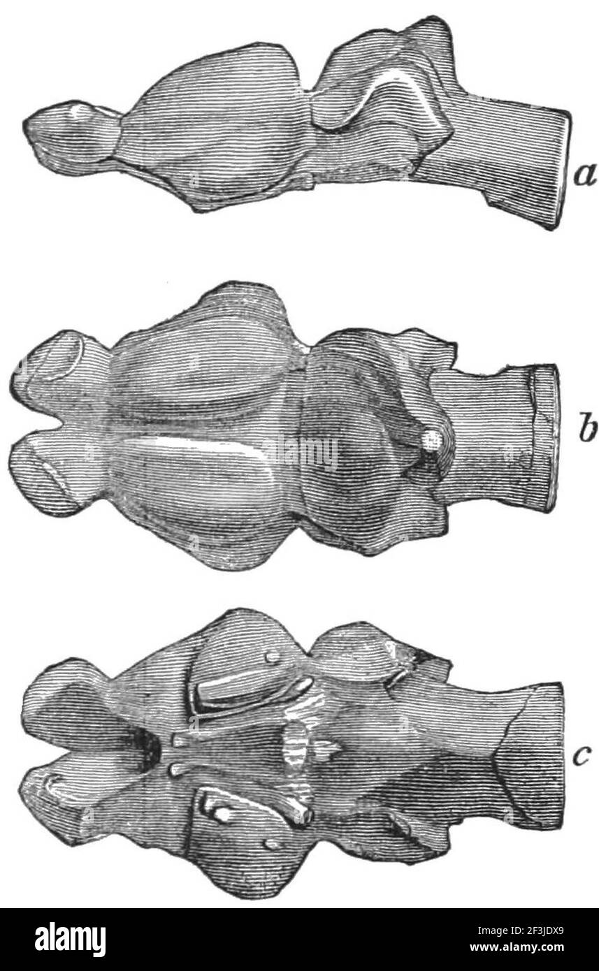 Phenacodus primaevus -Fotos und -Bildmaterial in hoher Auflösung – Alamy