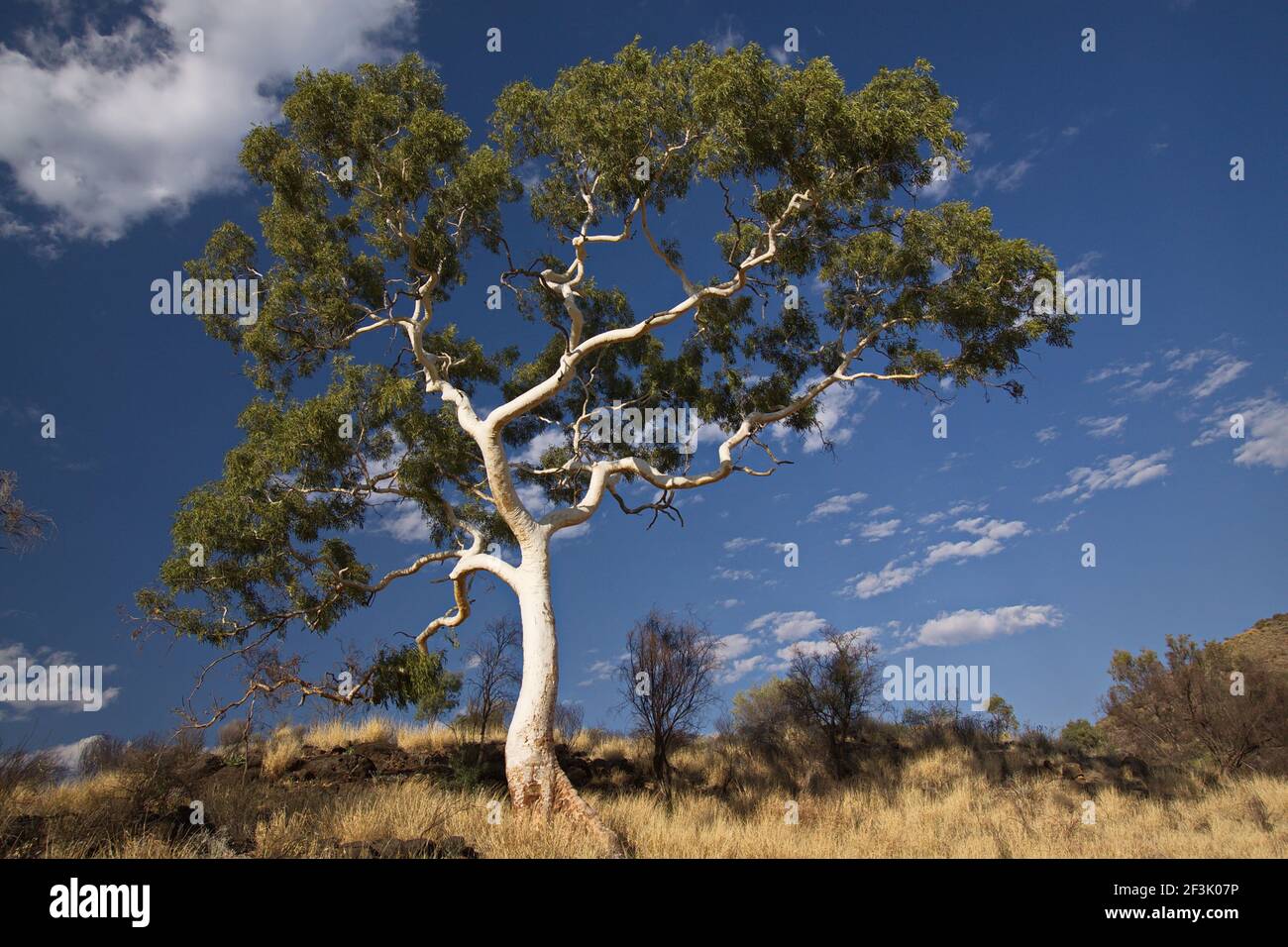 Ghost gum tree -Fotos und -Bildmaterial in hoher Auflösung - Seite 2 ...