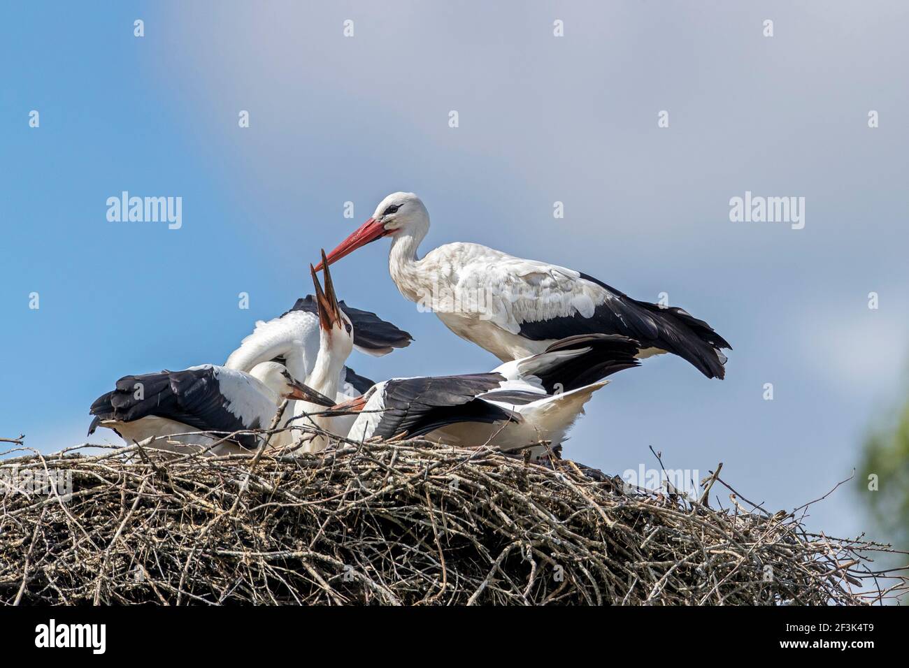 Junger storch -Fotos und -Bildmaterial in hoher Auflösung - Seite 2 - Alamy