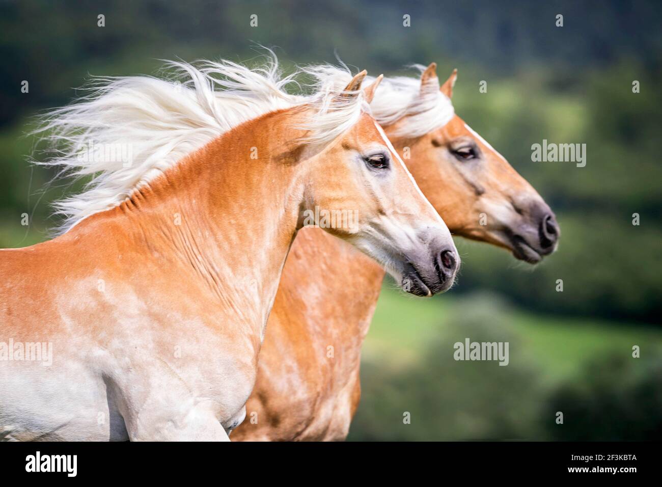 Zwei pferde galoppieren auf einer wiese -Fotos und -Bildmaterial in hoher Auflösung – Alamy