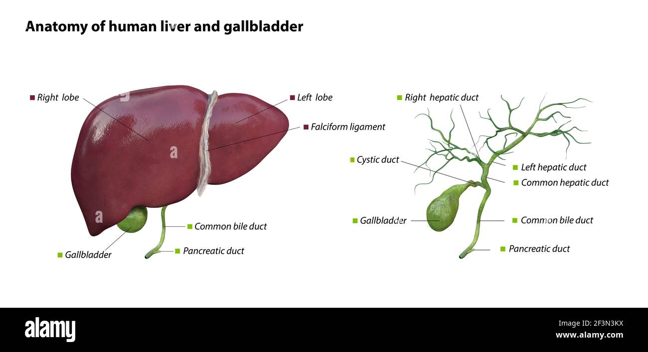 Leber und Gallenblase Anatomie Struktur. Lebersystem Organ, menschliche ...