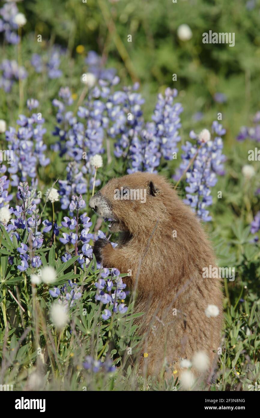 Murmeltier und blumen -Fotos und -Bildmaterial in hoher Auflösung – Alamy