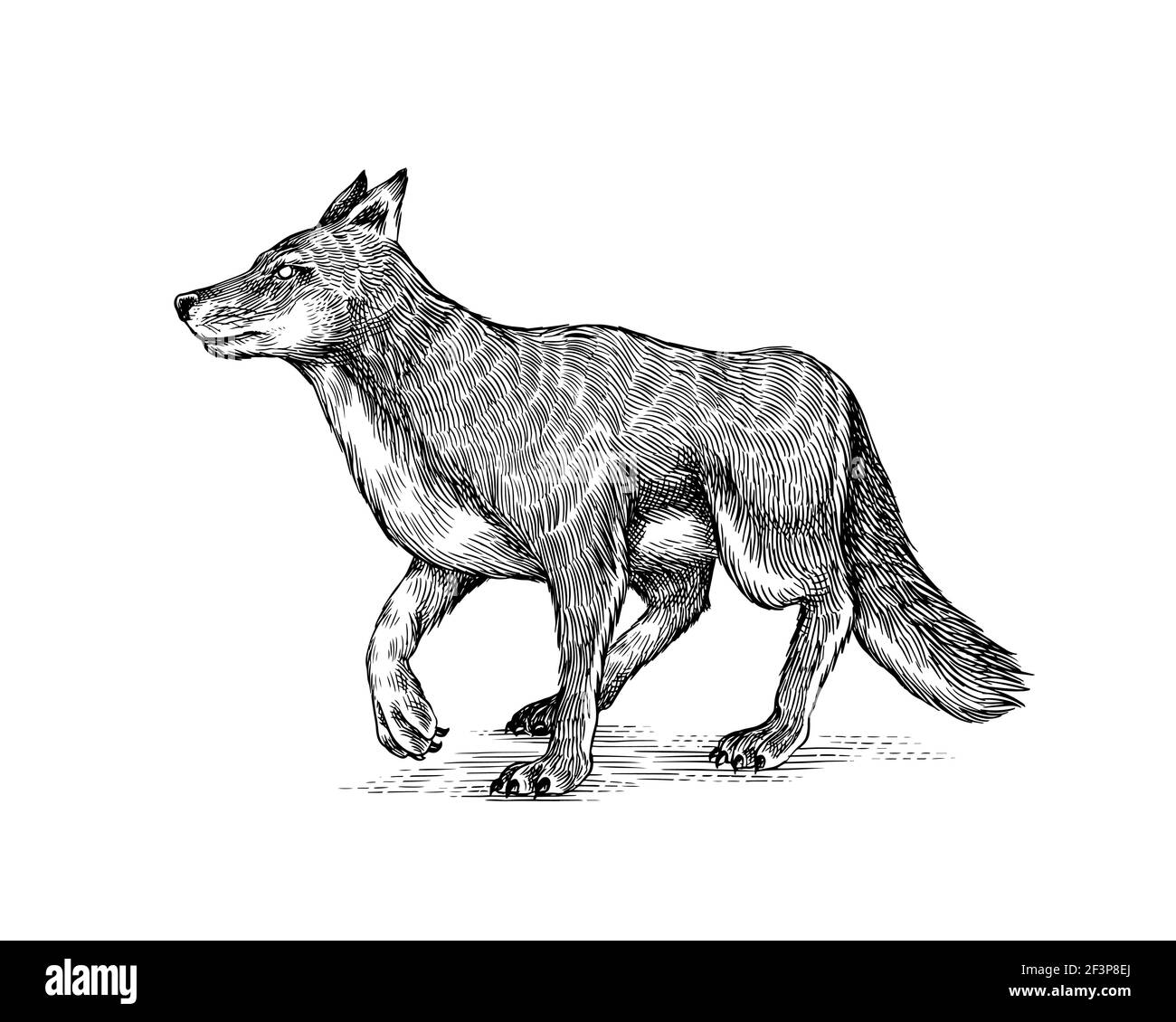 Gezeichneter wolf Schwarzweiß-Stockfotos und -bilder - Seite 2 - Alamy