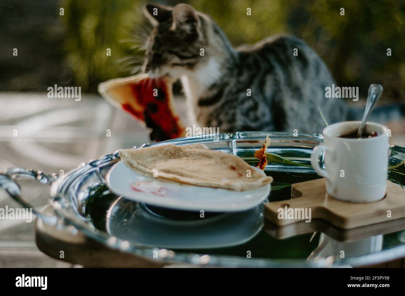 Katze schleicht sich -Fotos und -Bildmaterial in hoher Auflösung – Alamy