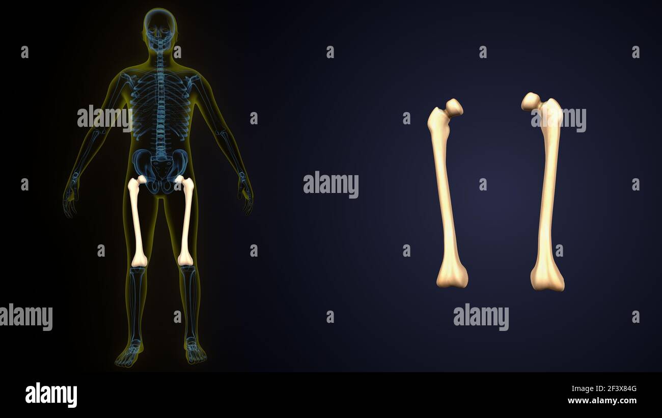 3D menschliche Skelett Anatomie Oberschenkelknochen Stockfotografie - Alamy