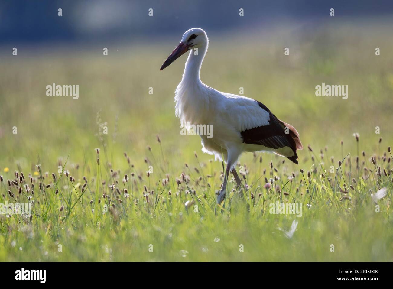 Symbol of alsace -Fotos und -Bildmaterial in hoher Auflösung – Alamy