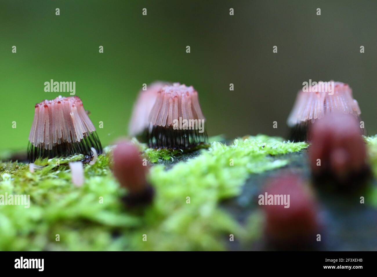 Stemonitis fusca -Fotos und -Bildmaterial in hoher Auflösung – Alamy