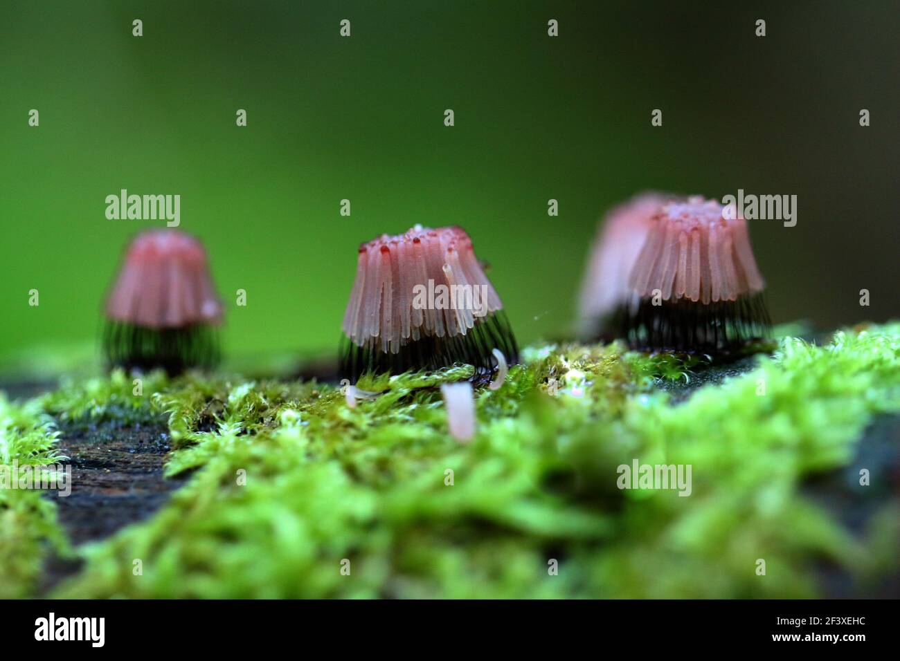 Stemonitis fusca -Fotos und -Bildmaterial in hoher Auflösung – Alamy