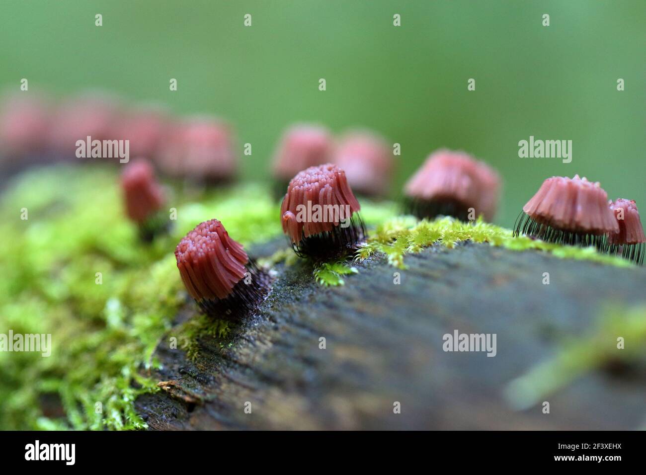 Stemonitis fusca -Fotos und -Bildmaterial in hoher Auflösung – Alamy
