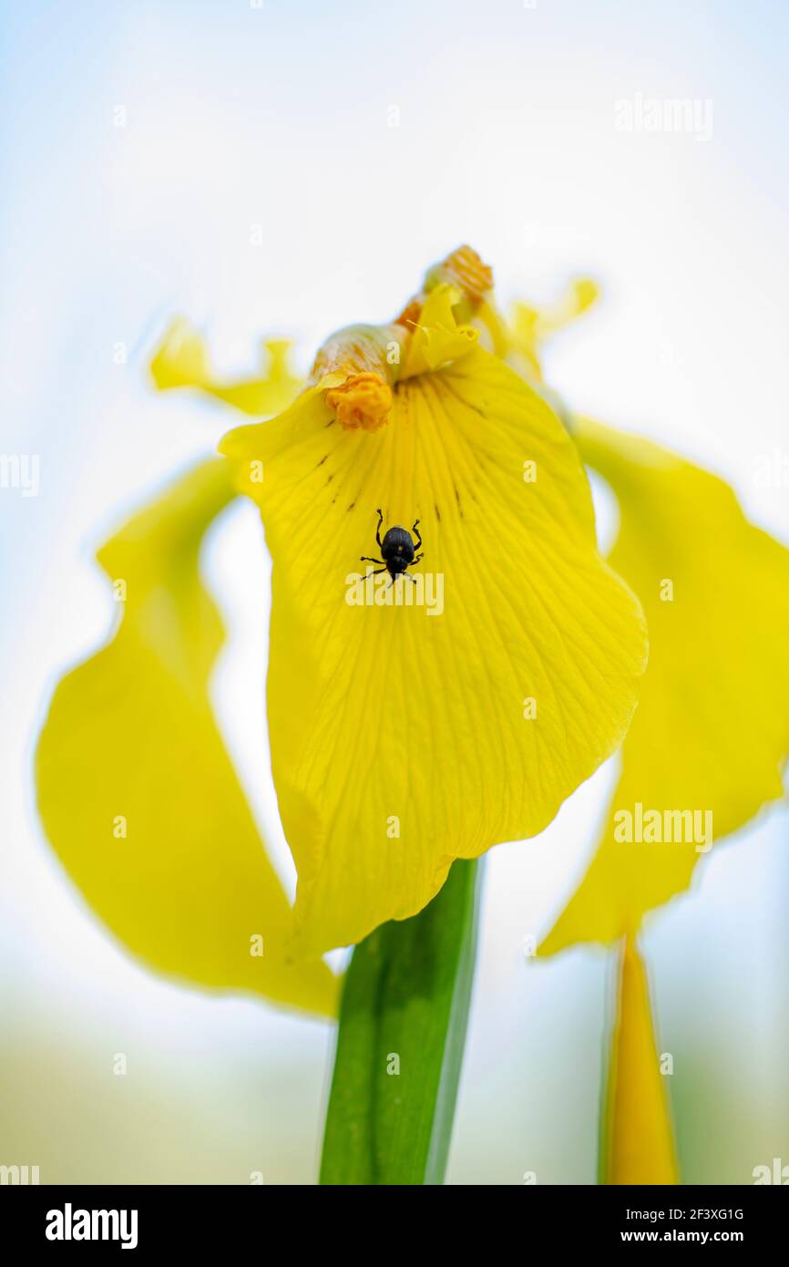 Mononychus punctum album -Fotos und -Bildmaterial in hoher Auflösung ...